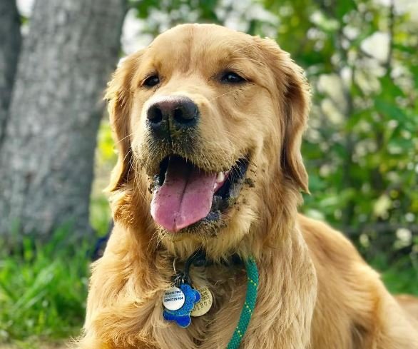 Services | SB Dog Dude