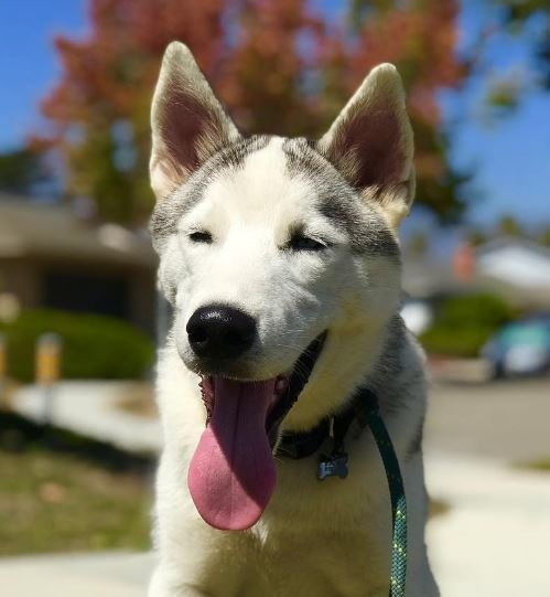 Services | SB Dog Dude