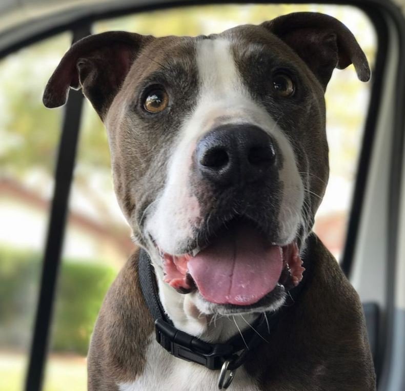 Services | SB Dog Dude